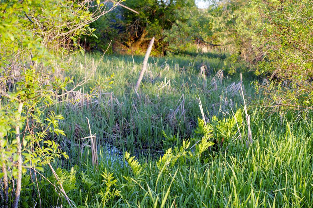 Sedge Meadow | Nature and Ecology