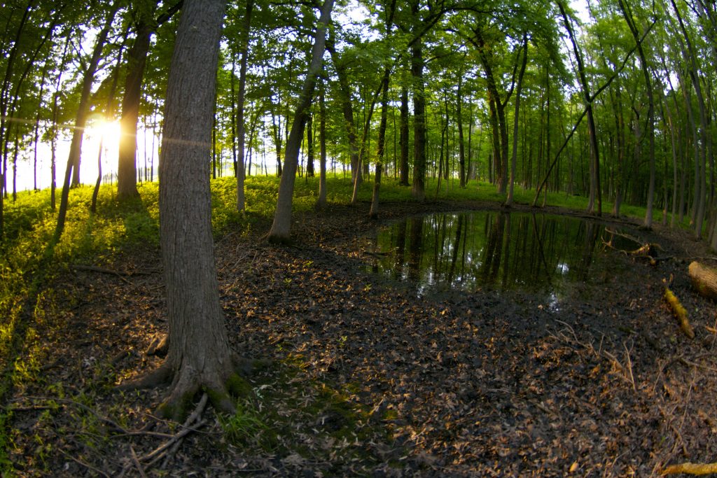 Woodland | Nature and Ecology